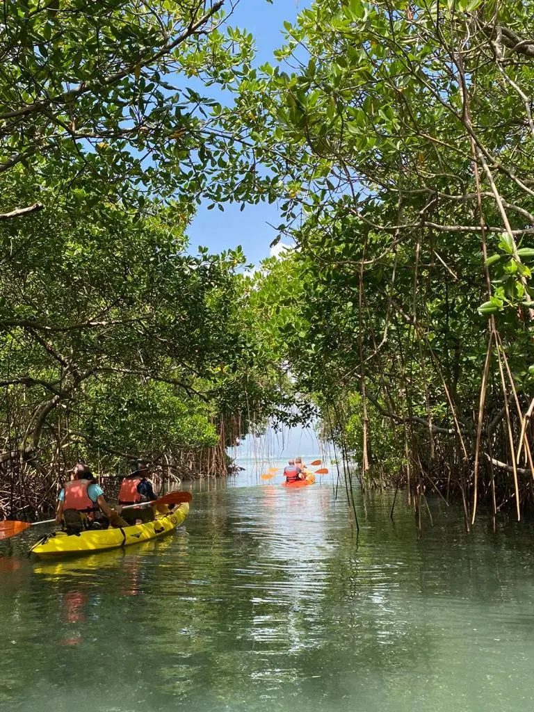 Visiting Kayak Mangrove in Martinique: our exclusive selection for 2026